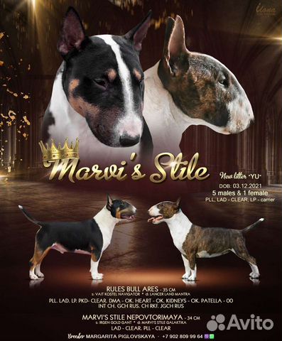 Миниатюрный бультерьер щенки