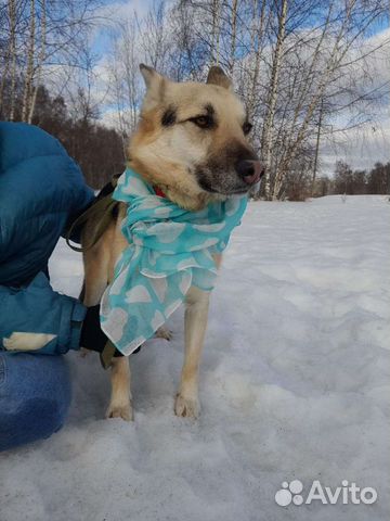 Собака бесплатно в добрые руки