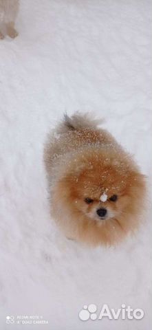 Взрослый кобелек шпиц ищет новый дом