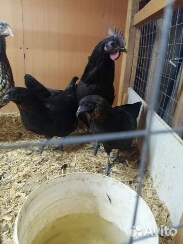 Петух и куры