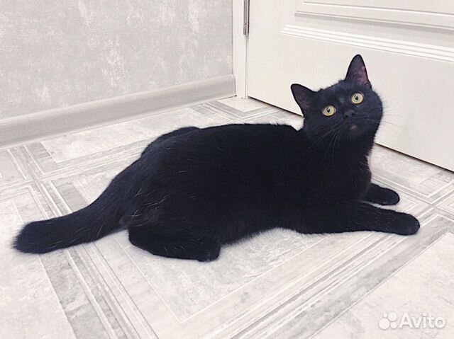 Удивительная короткохвостая кошечка