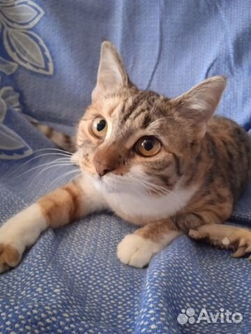 Кошечка Полли (7 месяцев) отдаётся в добрые руки