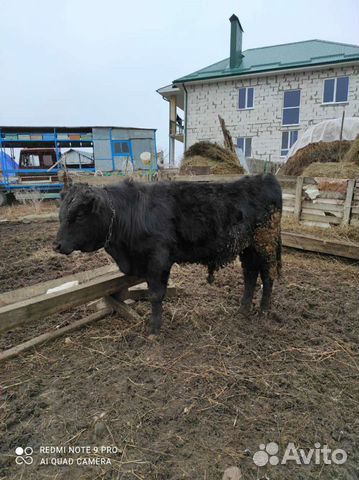 Абердин Ангус бык