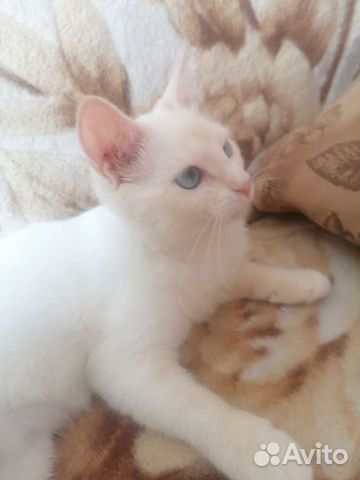 Отдам в добрые руки белую кошку