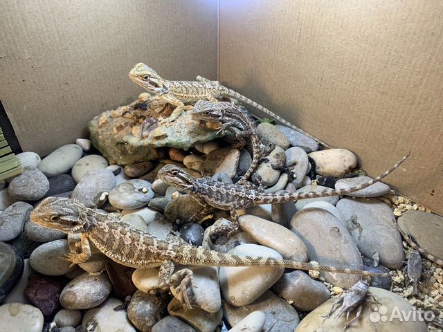 Малыши бородатых агам