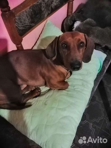 Пристраивается Таксюша в постоянный дом