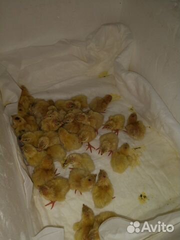 Перепела техасы