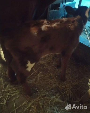 Бычок (теленок)