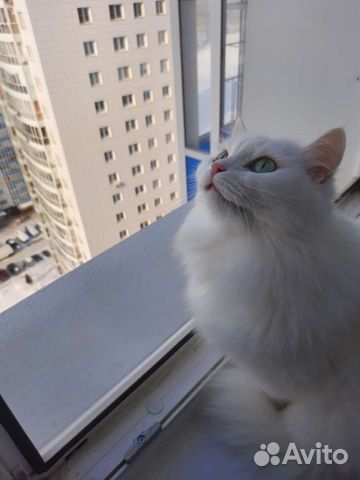 Турецкая ангора