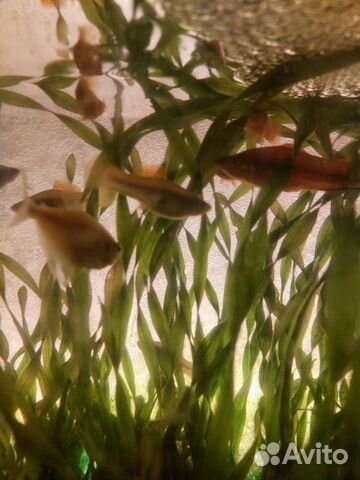 Меченосцы обмен