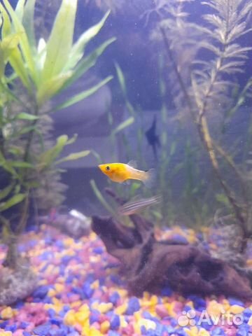 Молинезии подростки