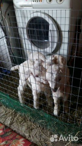 Козлята ламанча