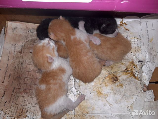 Котята