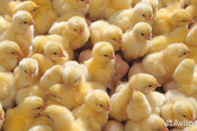 Молодняк птицы