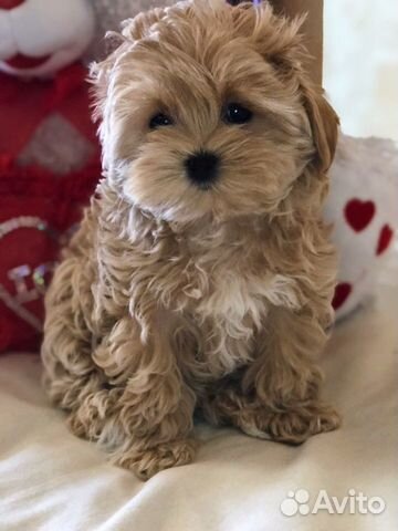 Мальтипу F1 Мини