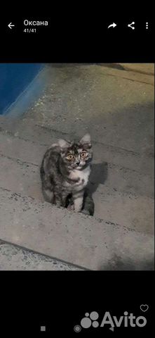 Кошечка метис с шотландской породой