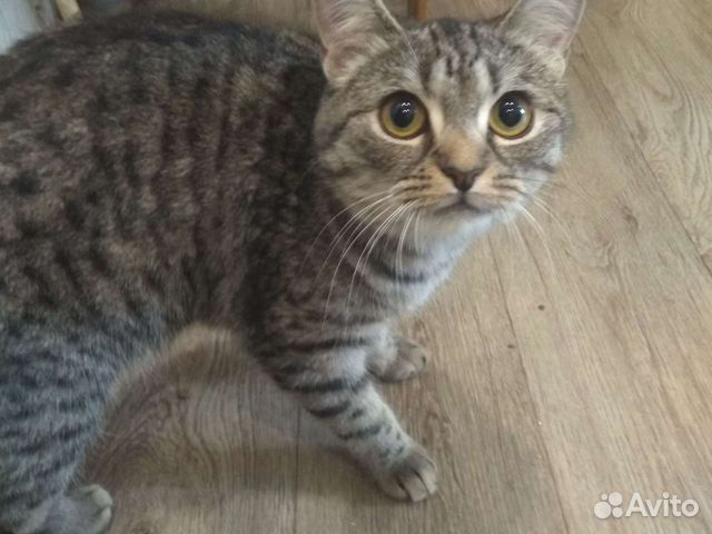 Кошка