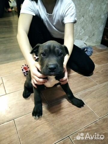 Щенки стаффорда