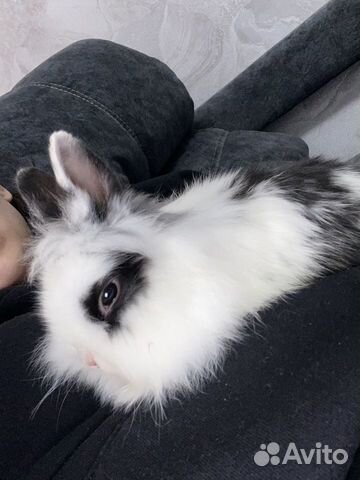 Крольчёнок декоративный,1.5месяца
