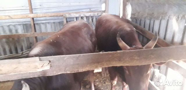 Быки на мясо