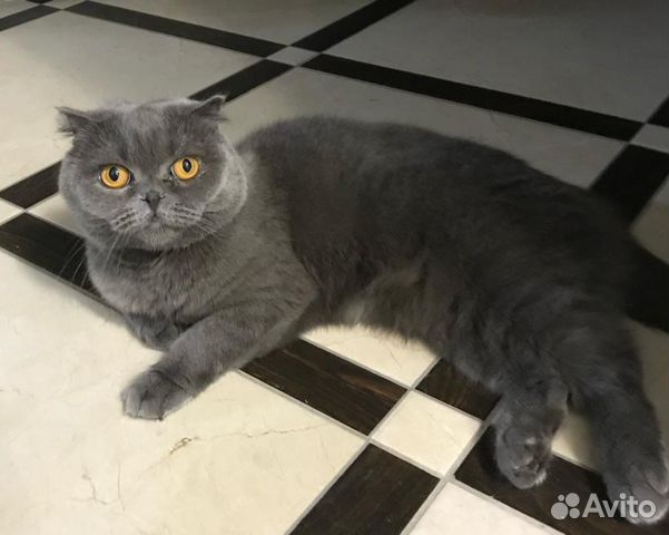 Кошка