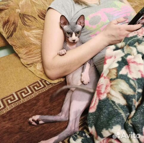 Канадский сфинкс вязка