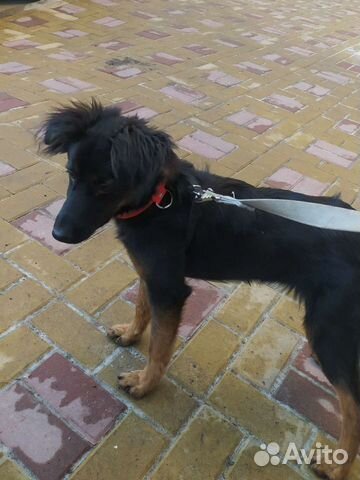 Отдам в добрые руки (дворняжка)