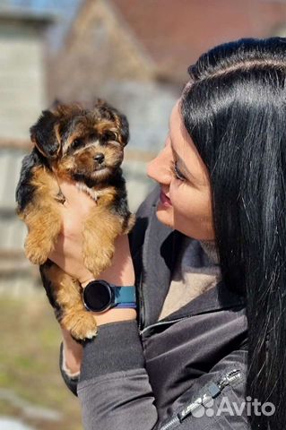 Мальтипу девочка окрас фантом