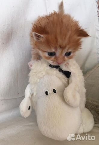 Котята в добрые руки даром