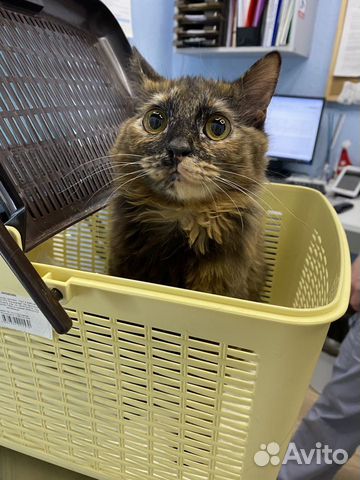 Кошечка в добрые руки