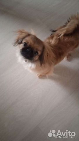 Щенки пекинеса