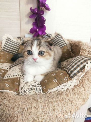 Элитный шотландский мальчик - золотой биколор