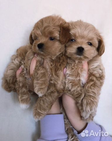 Mini Baby Maltipoo F1 / Мини-Малыши Мальтипу Ф1