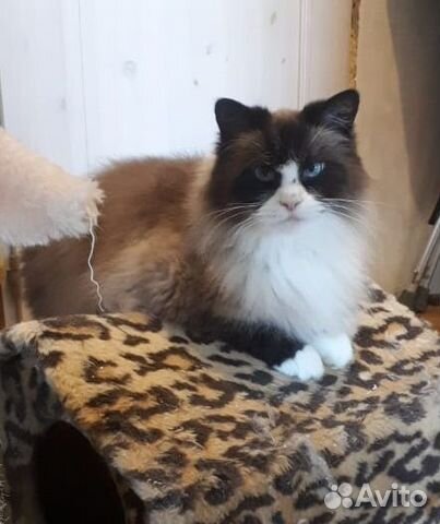 Три шикарных рэгдолла остались без хозяйки и дома