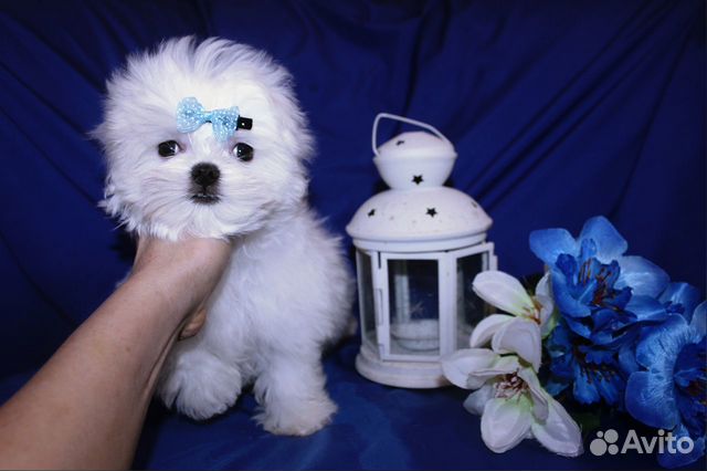 Очень красивый очаровательный мальчик мальтезе 2,5
