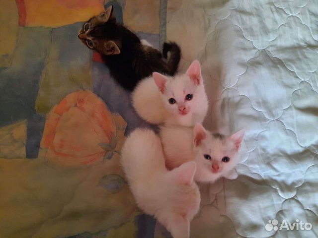 Котята 1,5 мес.в заботливые ручки