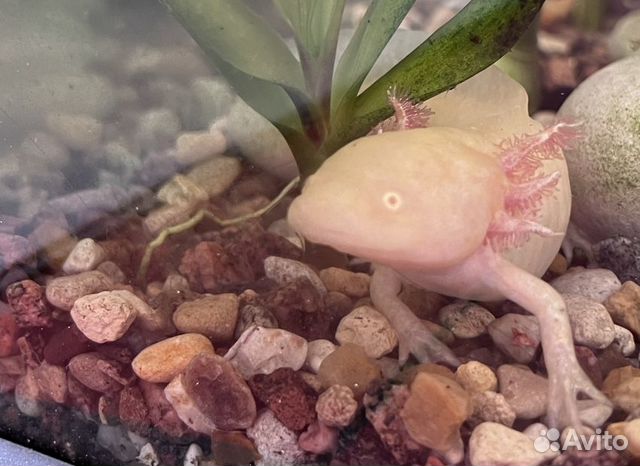Аксолотли 2 шт. Золотые милахи