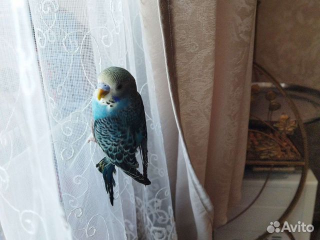 Волнистый попугай ручной
