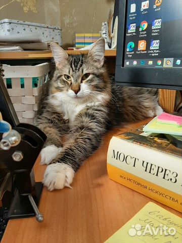 Молодой кот Кузя ищет дом