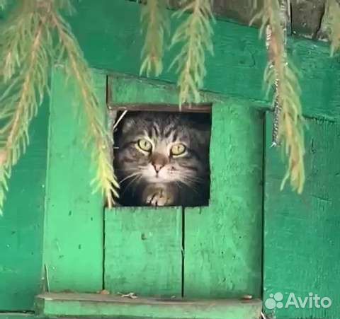 Бездомная девочка ищет дом
