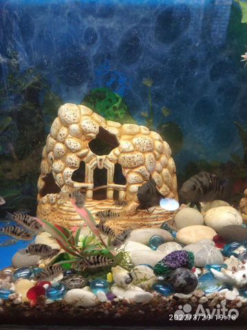 Аквариумные рыбки