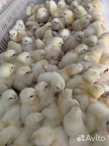 Бройлер суточный и подрощенный