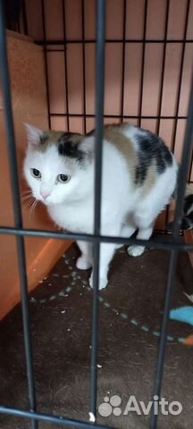 Анфиса ищет дом