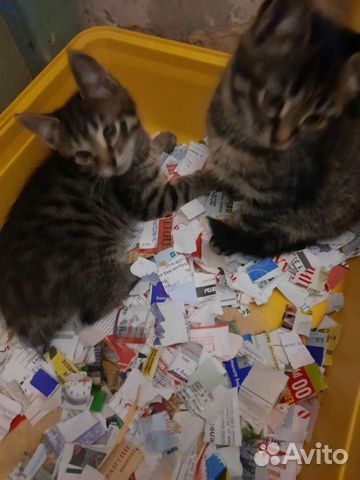 Котики бесплатно в добрые руки