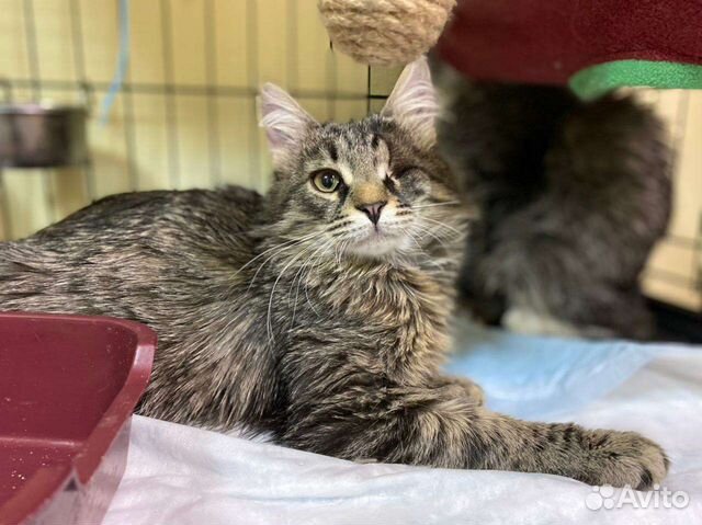 Котята подростки одноглазики