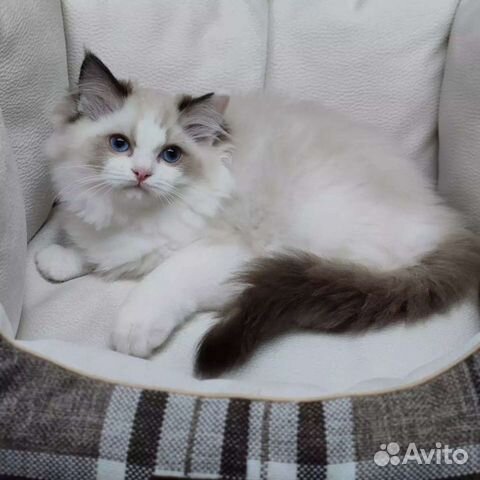 Happy baby, родословная, рэгдолл 3 мес