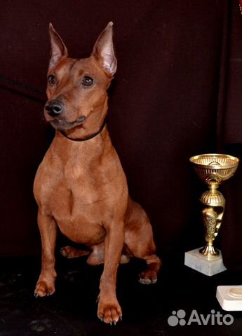 Вязка, шикарный кобель. документы РКФ