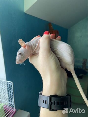 Крыска сфинкс