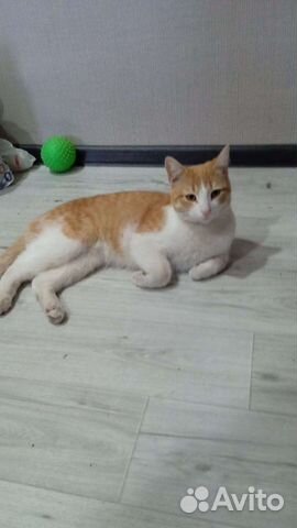 Потеряшка поиск хозяев