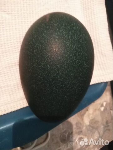 Страусиное яйцо